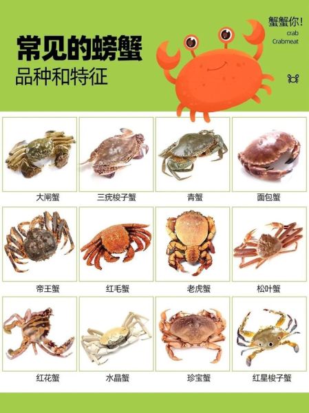 海蟹的种类有哪些_如何区分海蟹品种-第2张图片-山城妙识 海蟹的种类有哪些_如何区分海蟹品种-第2张图片-山城妙识