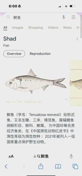 鲥鱼灭绝了吗_长江鲥鱼现状如何-第1张图片-山城妙识 鲥鱼灭绝了吗_长江鲥鱼现状如何-第1张图片-山城妙识