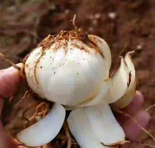 鲜百合怎么吃_鲜百合的家常做法-第3张图片-山城妙识 鲜百合怎么吃_鲜百合的家常做法-第3张图片-山城妙识