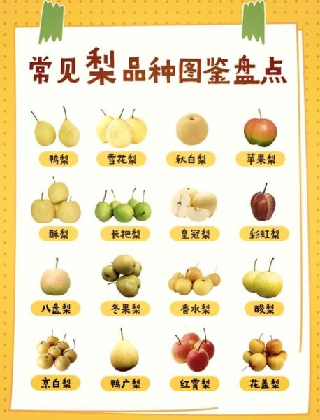 十大名梨有哪些_哪里的梨最甜最好吃-第1张图片-山城妙识 十大名梨有哪些_哪里的梨最甜最好吃-第1张图片-山城妙识