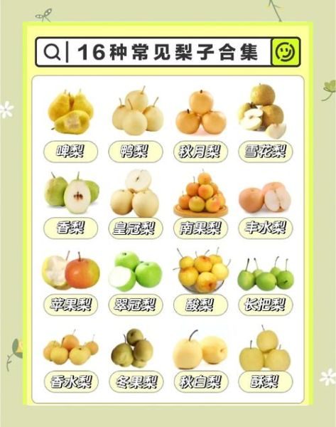 十大名梨有哪些_哪里的梨最甜最好吃-第3张图片-山城妙识 十大名梨有哪些_哪里的梨最甜最好吃-第3张图片-山城妙识