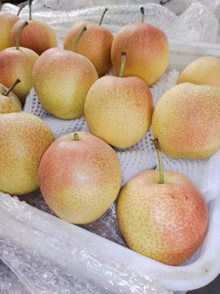 十大名梨有哪些_哪里的梨最甜最好吃-第2张图片-山城妙识 十大名梨有哪些_哪里的梨最甜最好吃-第2张图片-山城妙识