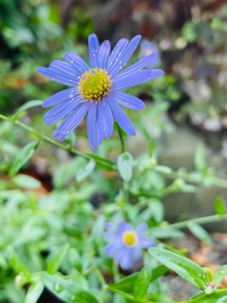 马兰头什么时候开花_马兰头花长什么样-第1张图片-山城妙识 马兰头什么时候开花_马兰头花长什么样-第1张图片-山城妙识