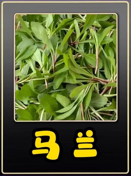 马兰头什么时候开花_马兰头花长什么样-第2张图片-山城妙识 马兰头什么时候开花_马兰头花长什么样-第2张图片-山城妙识