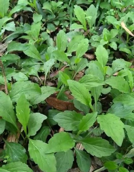 马兰头什么时候开花_马兰头花长什么样-第3张图片-山城妙识 马兰头什么时候开花_马兰头花长什么样-第3张图片-山城妙识