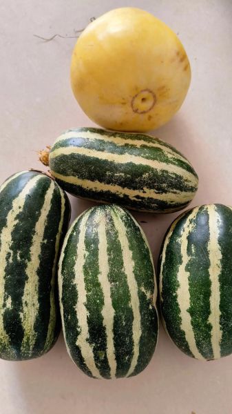 菜瓜有几种_菜瓜和黄瓜的区别-第2张图片-山城妙识 菜瓜有几种_菜瓜和黄瓜的区别-第2张图片-山城妙识