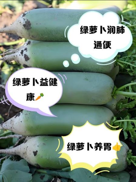 绿萝卜怎么保存时间长_绿萝卜和白萝卜区别-第2张图片-山城妙识