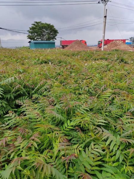 香椿苗多少钱一棵_香椿苗价格行情-第3张图片-山城妙识 香椿苗多少钱一棵_香椿苗价格行情-第3张图片-山城妙识