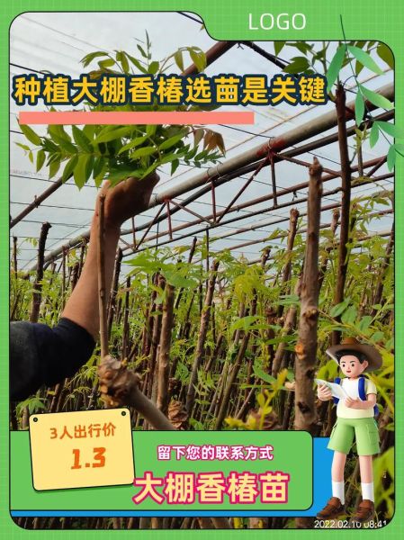 香椿苗多少钱一棵_香椿苗价格行情-第1张图片-山城妙识 香椿苗多少钱一棵_香椿苗价格行情-第1张图片-山城妙识