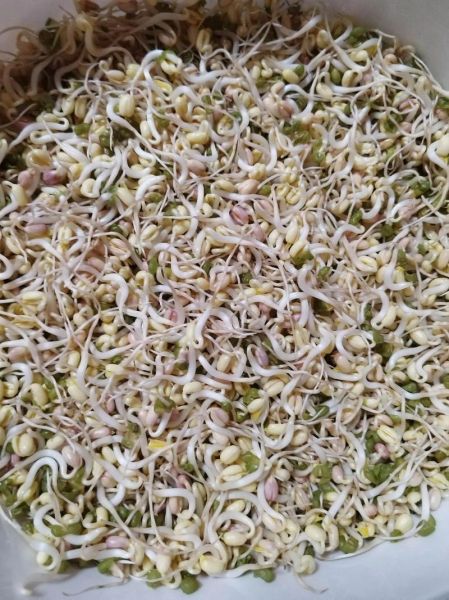 绿豆芽放了3天还能吃吗_吃了会中毒吗-第1张图片-山城妙识 绿豆芽放了3天还能吃吗_吃了会中毒吗-第1张图片-山城妙识