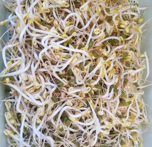 绿豆芽放了3天还能吃吗_吃了会中毒吗-第3张图片-山城妙识 绿豆芽放了3天还能吃吗_吃了会中毒吗-第3张图片-山城妙识
