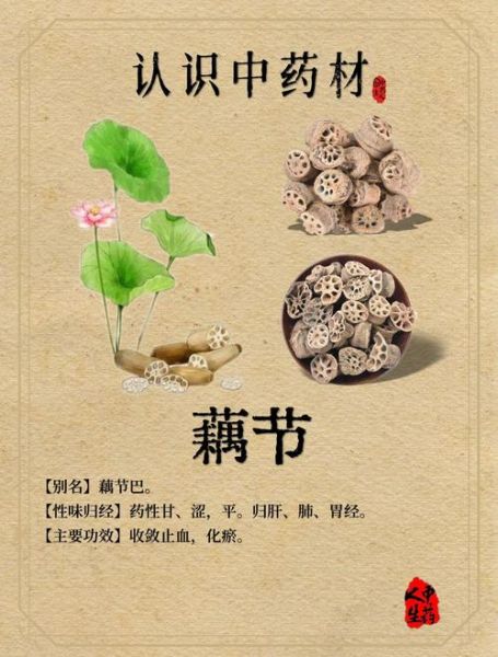藕节的功效与作用_藕节主治哪些疾病-第1张图片-山城妙识 藕节的功效与作用_藕节主治哪些疾病-第1张图片-山城妙识