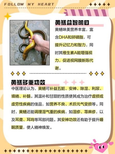 黄鳝壮阳功效大吗_黄鳝怎么吃最补肾-第1张图片-山城妙识 黄鳝壮阳功效大吗_黄鳝怎么吃最补肾-第1张图片-山城妙识