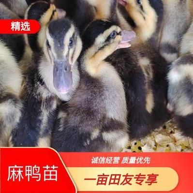 鸭苗价格多少钱一只_鸭苗价格行情最新走势-第1张图片-山城妙识 鸭苗价格多少钱一只_鸭苗价格行情最新走势-第1张图片-山城妙识