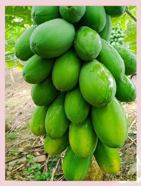 青木瓜的功效与作用禁忌_哪些人不能吃-第1张图片-山城妙识 青木瓜的功效与作用禁忌_哪些人不能吃-第1张图片-山城妙识