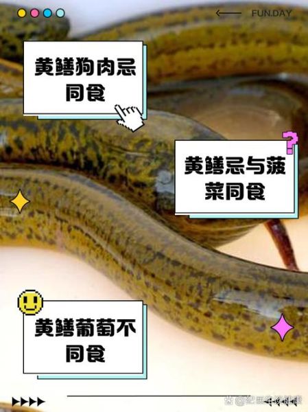 黄鳝壮阳功效大吗_黄鳝怎么吃最补肾-第3张图片-山城妙识 黄鳝壮阳功效大吗_黄鳝怎么吃最补肾-第3张图片-山城妙识