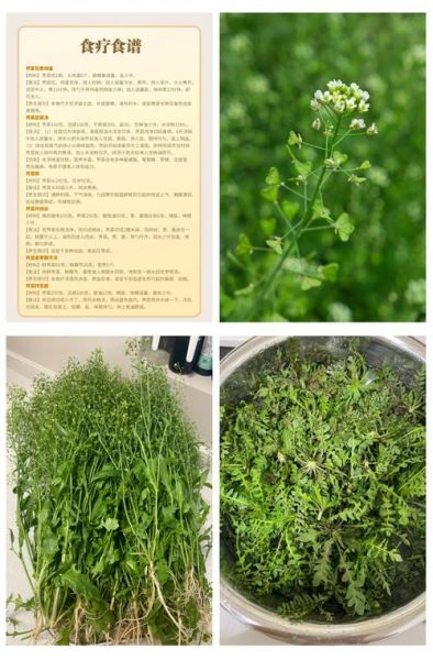 野荠菜的功效与作用_野荠菜怎么吃最营养-第3张图片-山城妙识 野荠菜的功效与作用_野荠菜怎么吃最营养-第3张图片-山城妙识