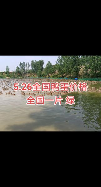 鸭蛋价格今日多少钱一斤_鸭蛋行情今日报价-第1张图片-山城妙识 鸭蛋价格今日多少钱一斤_鸭蛋行情今日报价-第1张图片-山城妙识