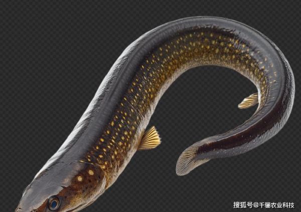 鳗鱼怎么繁殖_鳗鱼繁殖全过程-第2张图片-山城妙识