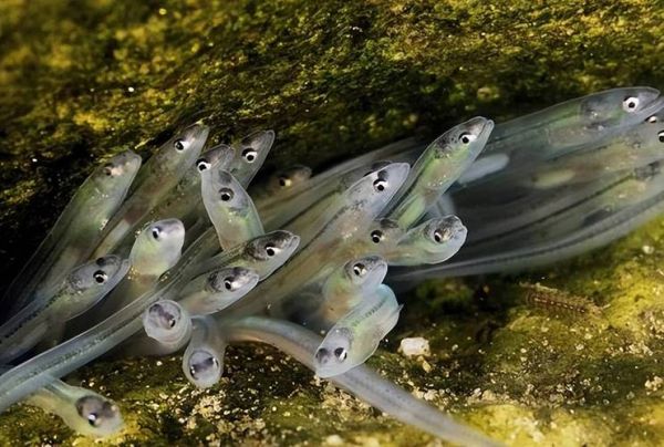 鳗鱼怎么繁殖_鳗鱼繁殖全过程-第1张图片-山城妙识