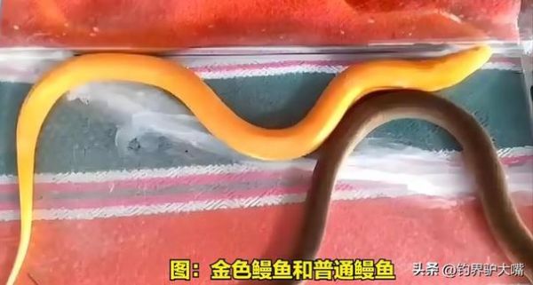 鳗鱼怎么繁殖_鳗鱼繁殖全过程-第3张图片-山城妙识