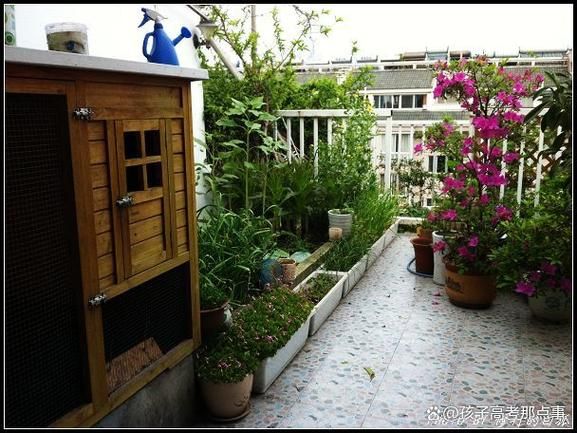 马兰头什么时候种_马兰头种植时间-第1张图片-山城妙识 马兰头什么时候种_马兰头种植时间-第1张图片-山城妙识