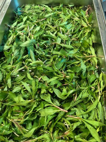 马兰头什么时候种_马兰头种植时间-第3张图片-山城妙识 马兰头什么时候种_马兰头种植时间-第3张图片-山城妙识