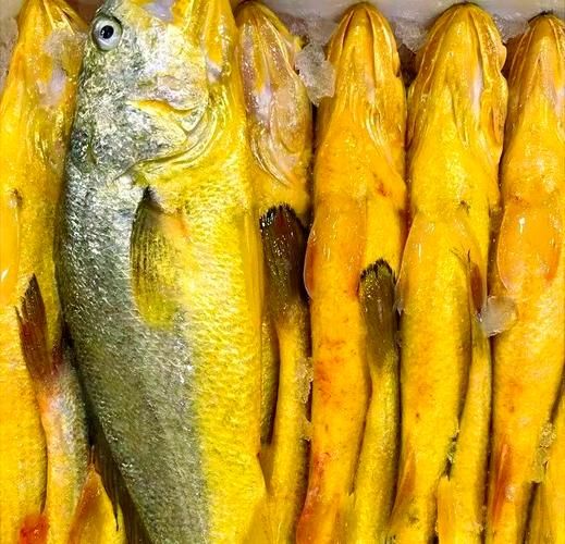 黄鱼多少钱一斤_黄花鱼价格行情-第2张图片-山城妙识 黄鱼多少钱一斤_黄花鱼价格行情-第2张图片-山城妙识
