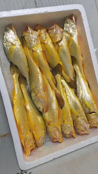 黄鱼多少钱一斤_黄花鱼价格行情-第1张图片-山城妙识 黄鱼多少钱一斤_黄花鱼价格行情-第1张图片-山城妙识