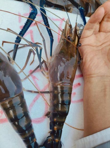 虾是用清水泡还是盐水_虾泡多久才干净-第2张图片-山城妙识