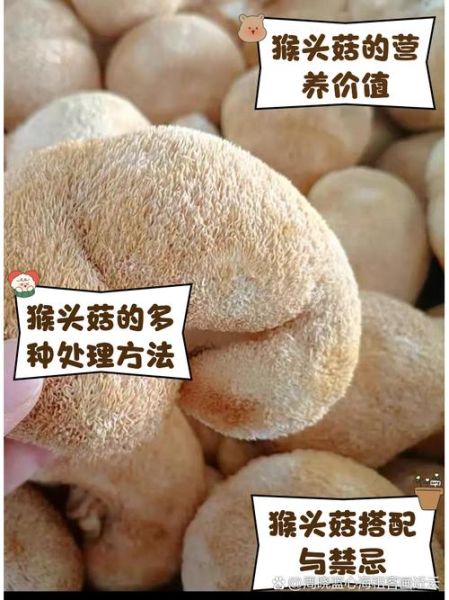 鲜猴头菇怎么处理不苦_猴头菇去苦味技巧-第1张图片-山城妙识 鲜猴头菇怎么处理不苦_猴头菇去苦味技巧-第1张图片-山城妙识