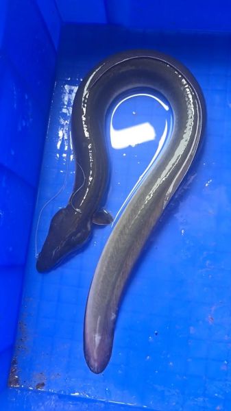 鳗怎么读_鳗鱼的正确读音是什么-第1张图片-山城妙识 鳗怎么读_鳗鱼的正确读音是什么-第1张图片-山城妙识