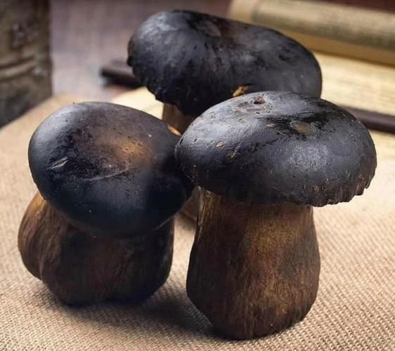 牛肝菌多少钱一斤_新鲜牛肝菌价格走势-第3张图片-山城妙识 牛肝菌多少钱一斤_新鲜牛肝菌价格走势-第3张图片-山城妙识