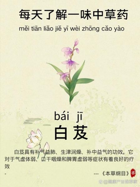 白芨的功效与作用有哪些_白芨主治什么病-第1张图片-山城妙识 白芨的功效与作用有哪些_白芨主治什么病-第1张图片-山城妙识