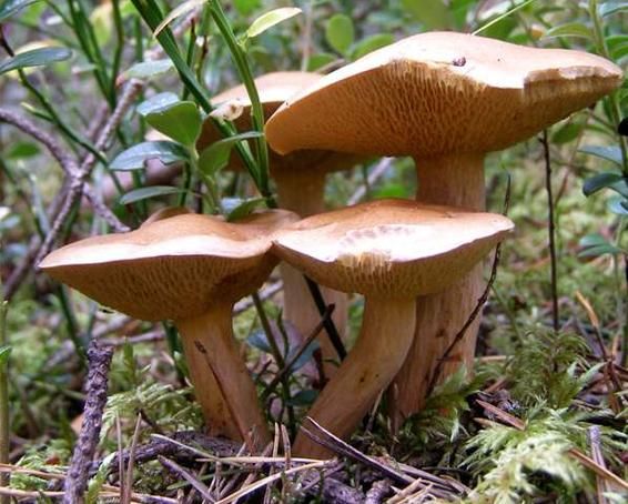 黄粘盖牛肝菌能吃吗_黄粘盖牛肝菌怎么区分-第3张图片-山城妙识 黄粘盖牛肝菌能吃吗_黄粘盖牛肝菌怎么区分-第3张图片-山城妙识