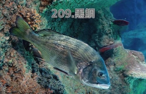 黑鲷鱼多少钱一斤2021_2021年黑鲷鱼价格走势-第1张图片-山城妙识