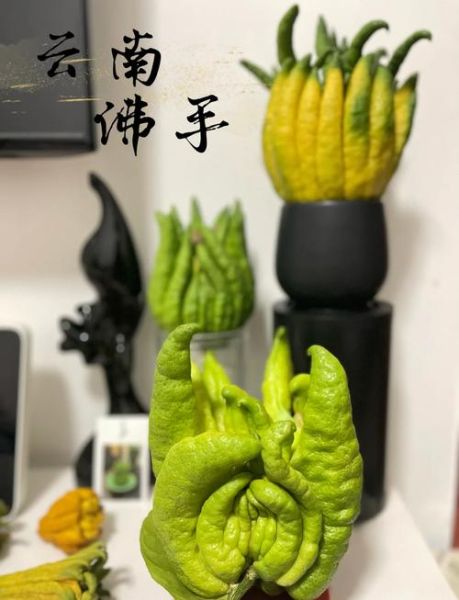 金华佛手哪里买正宗_金华佛手多少钱一斤-第1张图片-山城妙识