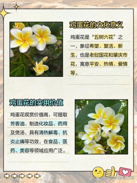 鸡蛋花寓意是什么_鸡蛋花象征什么-第2张图片-山城妙识 鸡蛋花寓意是什么_鸡蛋花象征什么-第2张图片-山城妙识