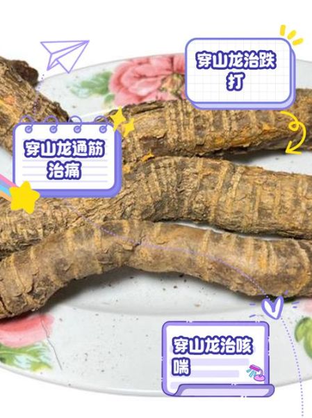 龙骨的功效与作用及主治_龙骨怎么用才有效-第3张图片-山城妙识 龙骨的功效与作用及主治_龙骨怎么用才有效-第3张图片-山城妙识