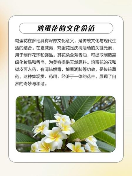 鸡蛋花寓意是什么_鸡蛋花象征什么-第1张图片-山城妙识 鸡蛋花寓意是什么_鸡蛋花象征什么-第1张图片-山城妙识