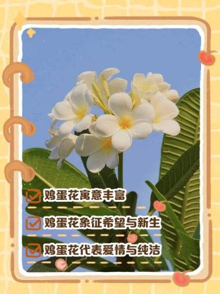 鸡蛋花寓意是什么_鸡蛋花象征什么-第3张图片-山城妙识 鸡蛋花寓意是什么_鸡蛋花象征什么-第3张图片-山城妙识