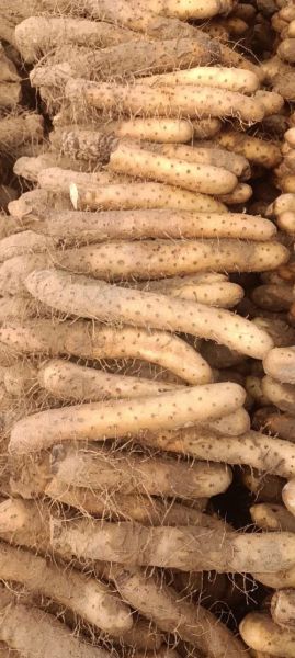 麻山药图片_麻山药怎么挑选-第3张图片-山城妙识 麻山药图片_麻山药怎么挑选-第3张图片-山城妙识