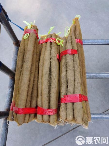 麻山药图片_麻山药怎么挑选-第1张图片-山城妙识 麻山药图片_麻山药怎么挑选-第1张图片-山城妙识