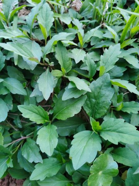 马兰头别名有哪些_马兰头别名叫什么-第1张图片-山城妙识 马兰头别名有哪些_马兰头别名叫什么-第1张图片-山城妙识