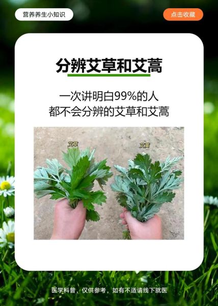 野生田艾草图片_如何辨别真假-第1张图片-山城妙识 野生田艾草图片_如何辨别真假-第1张图片-山城妙识