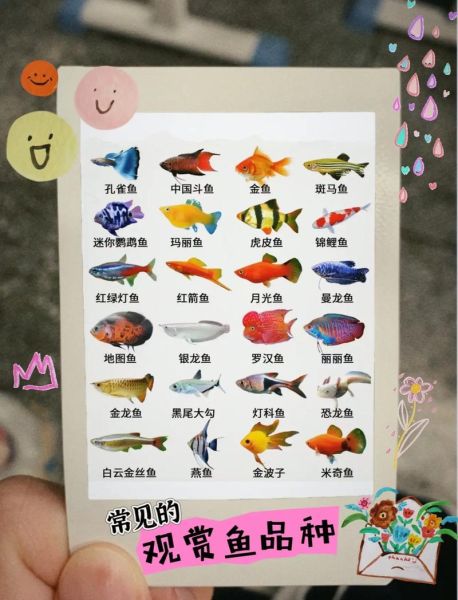 鱼图片大全大图及名称_常见观赏鱼高清图鉴-第2张图片-山城妙识 鱼图片大全大图及名称_常见观赏鱼高清图鉴-第2张图片-山城妙识