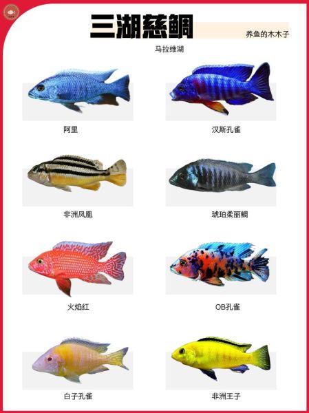 鱼图片大全大图及名称_常见观赏鱼高清图鉴-第1张图片-山城妙识 鱼图片大全大图及名称_常见观赏鱼高清图鉴-第1张图片-山城妙识