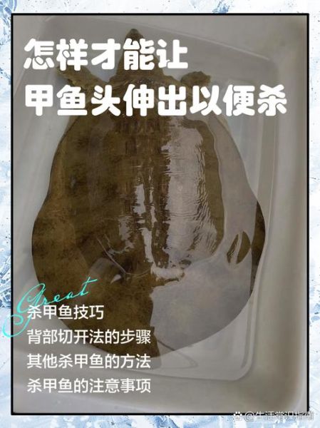 甲鱼怎么杀_甲鱼杀法步骤-第1张图片-山城妙识 甲鱼怎么杀_甲鱼杀法步骤-第1张图片-山城妙识