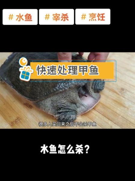 甲鱼怎么杀_甲鱼杀法步骤-第3张图片-山城妙识 甲鱼怎么杀_甲鱼杀法步骤-第3张图片-山城妙识