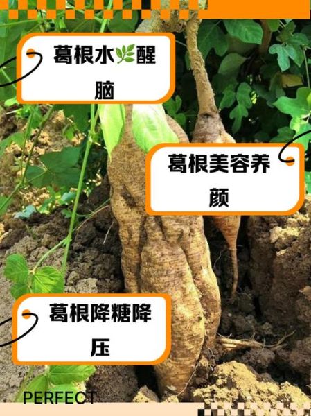 葛根功效与作用及禁忌_葛根怎么吃效果最好-第3张图片-山城妙识 葛根功效与作用及禁忌_葛根怎么吃效果最好-第3张图片-山城妙识